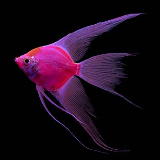 Starfire Red Angelfish | GloFish®